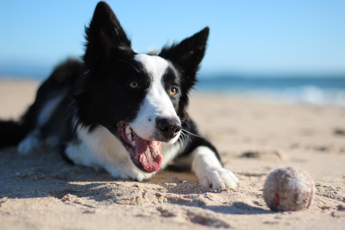 Stella-Dog.jpg – Happy Wonders